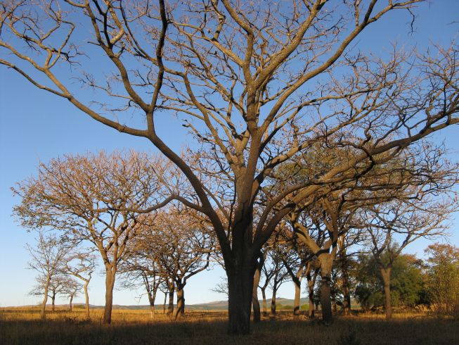 Gone To Smell the Roses: Swaziland Lowveld plains - landscape with trees