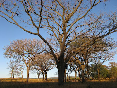 Gone To Smell the Roses: Swaziland Lowveld plains - landscape with trees