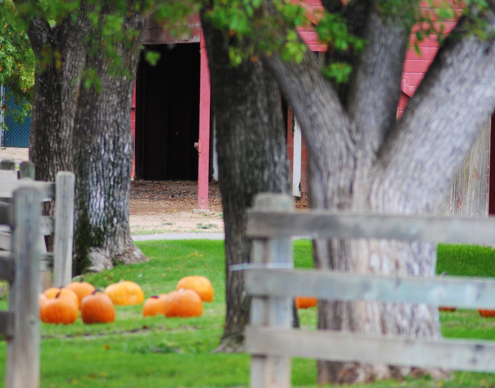 Adventures through Photography: Gibson Ranch Visit ~~ October 25, 2014