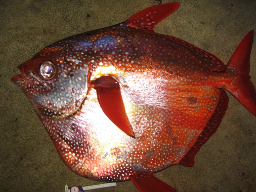 Opah - Fishes