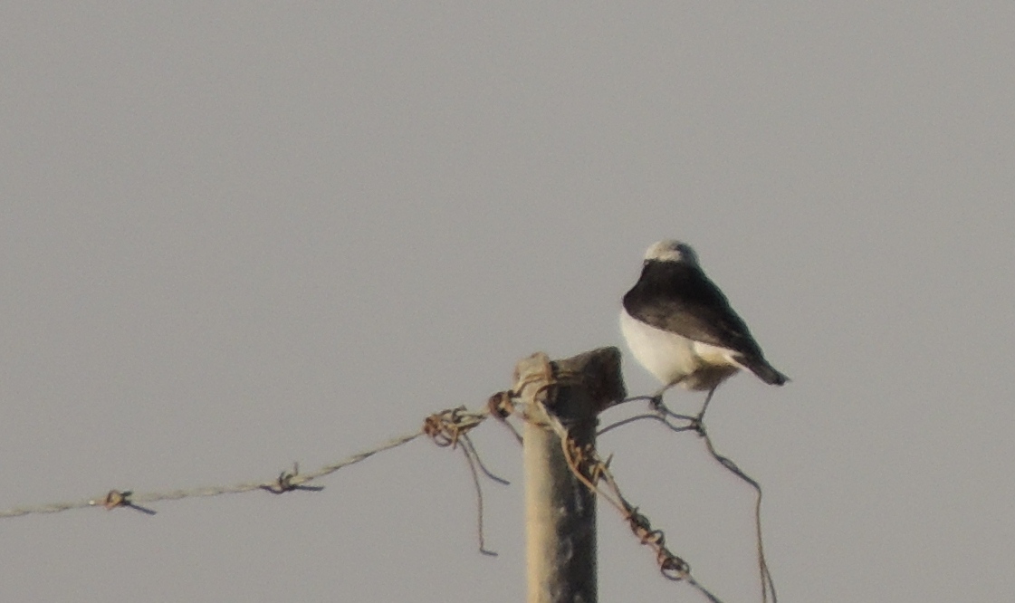 Five wheatears but not the right one | Focusing on Wildlife