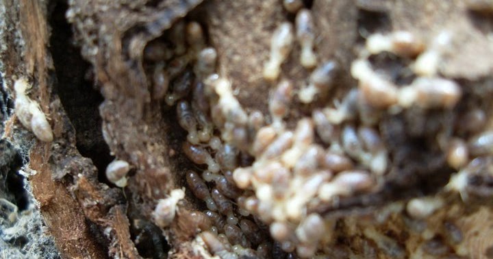 How to get rid of Termites The Most Efficient And Work Best To ...