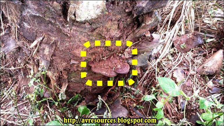 Agro Vista Resources: Ganoderma Diseases In Oil Palm Plantation