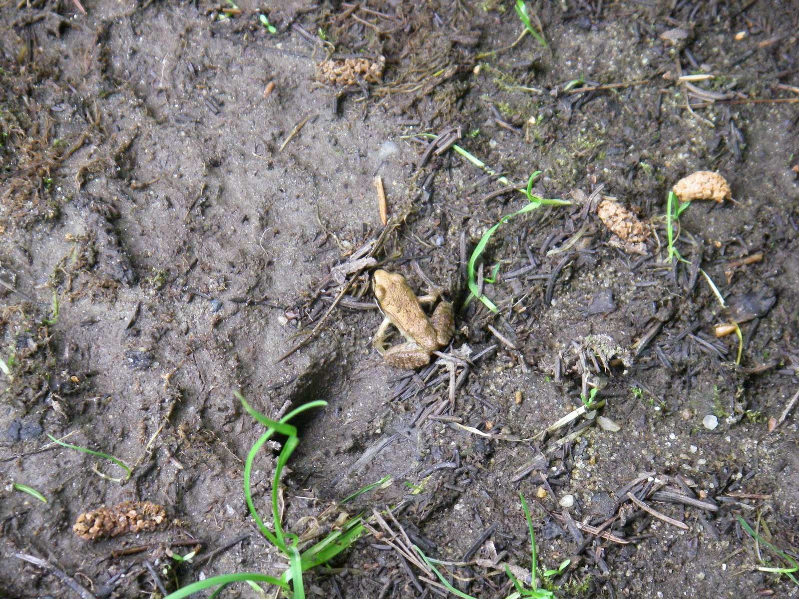 Wildlife Monitor: Frogs Galore at White Memorial!