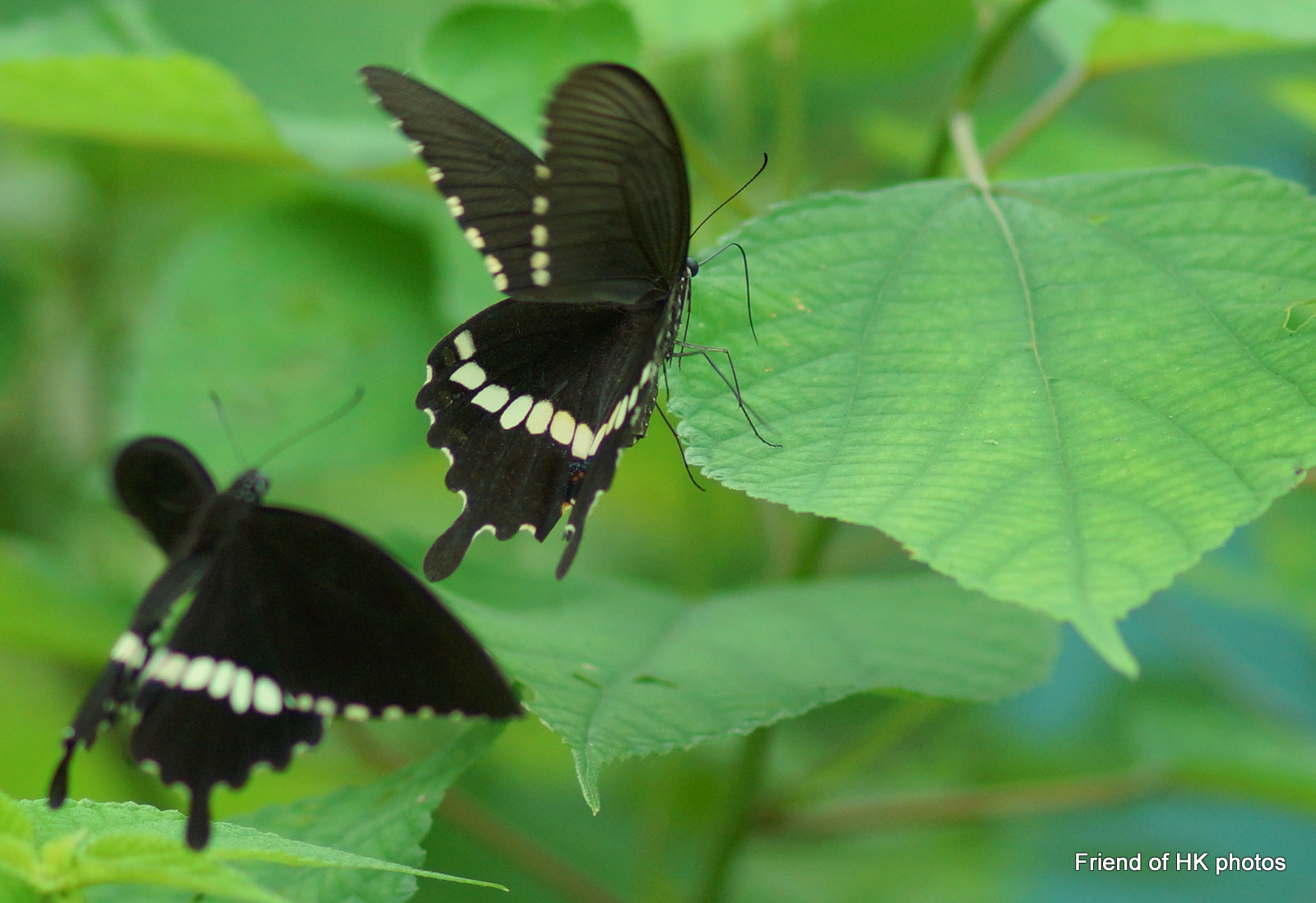 Photographic Wildlife Stories in UK/Hong Kong: Common Mormon ...