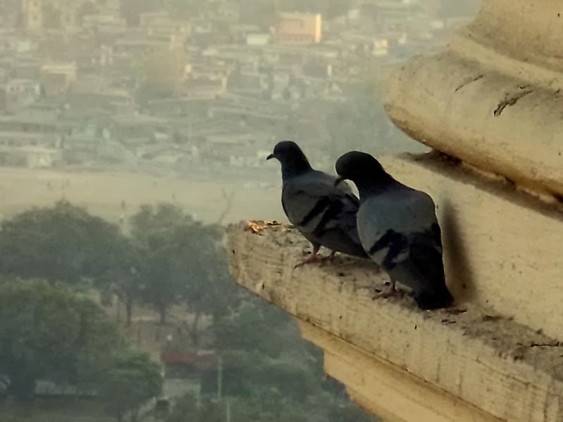 Stock Pictures: Pigeons in the city