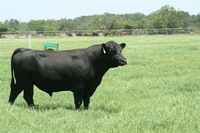 Austin Cattle Company: 10 head of 2 yr old angus bulls bred by Express ...