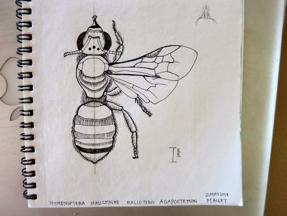 lost mountain wave: Mojave Desert Insects Writing and Art