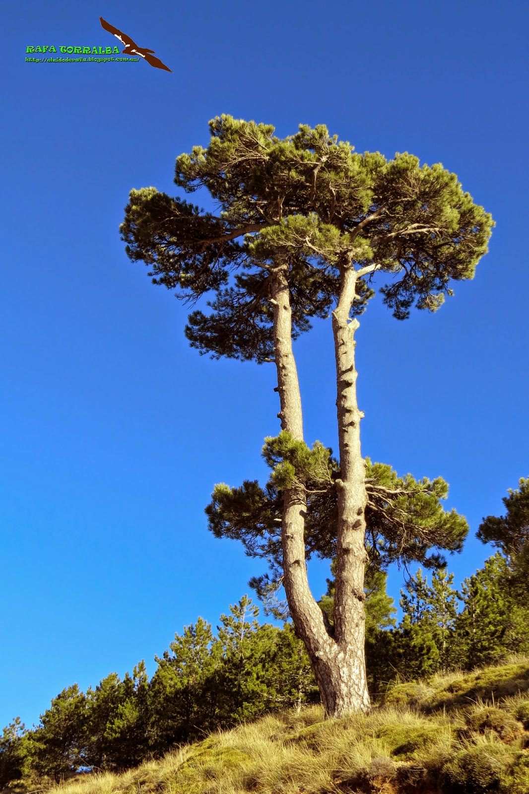 El Nido de Rafa: Subida a La Almenara