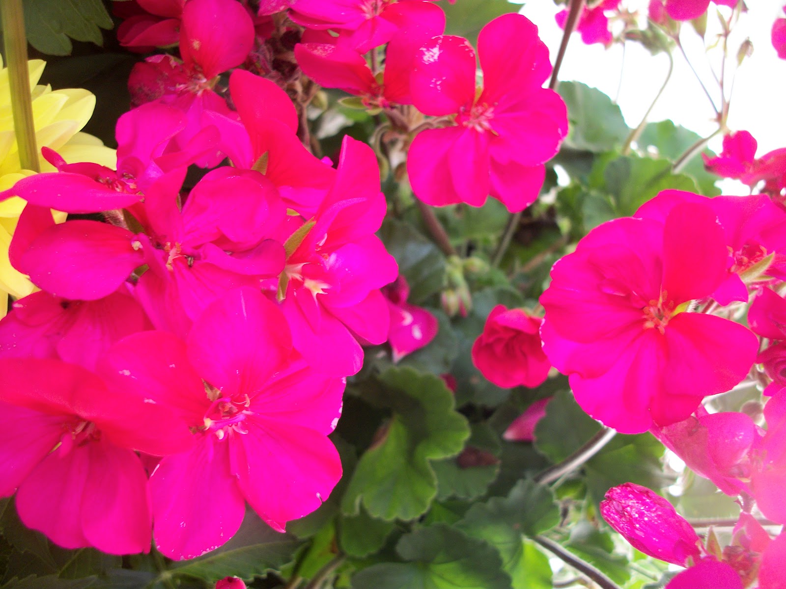 Writing Straight from the Heart: Flashy and Vibrant Pink Geranium