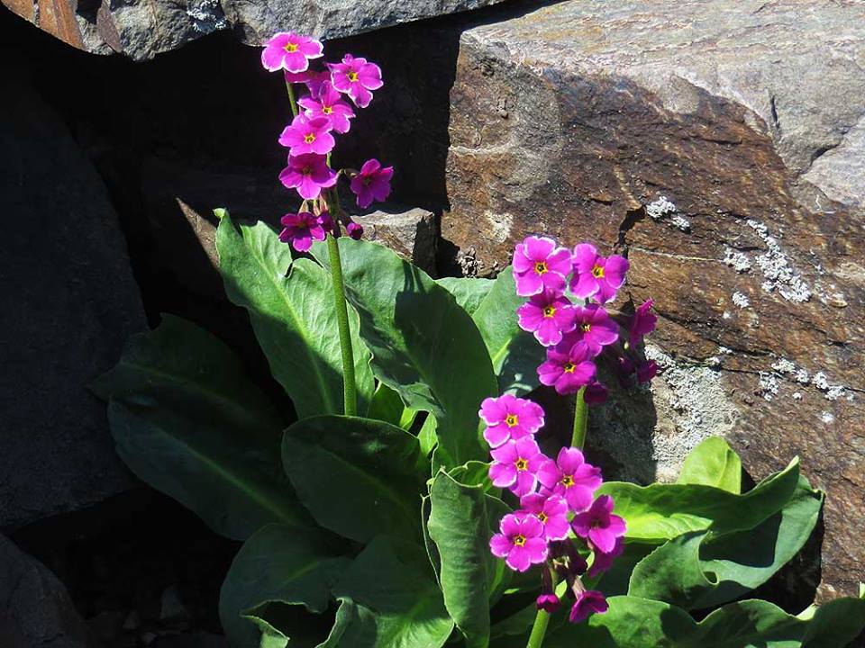 Wasatch Wildflowers: Parry's Primrose (Primula parryi)