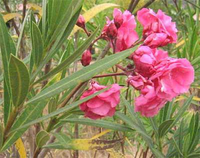 Viswa Bharati Vedic Astrology : Plants used as Patri for Vinaayaka ...