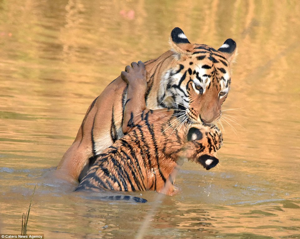 Adorable photos of a Tiger bathing her cub