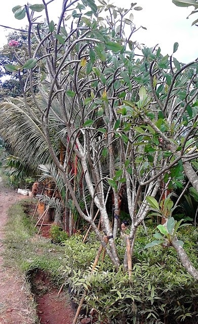 Pohon Kamboja (Kamboja Lokal & Kamboja Bali) ~ Arya Flower Landscape
