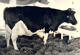 Canario: Los nombres de las vacas 2. Ubre Blanca