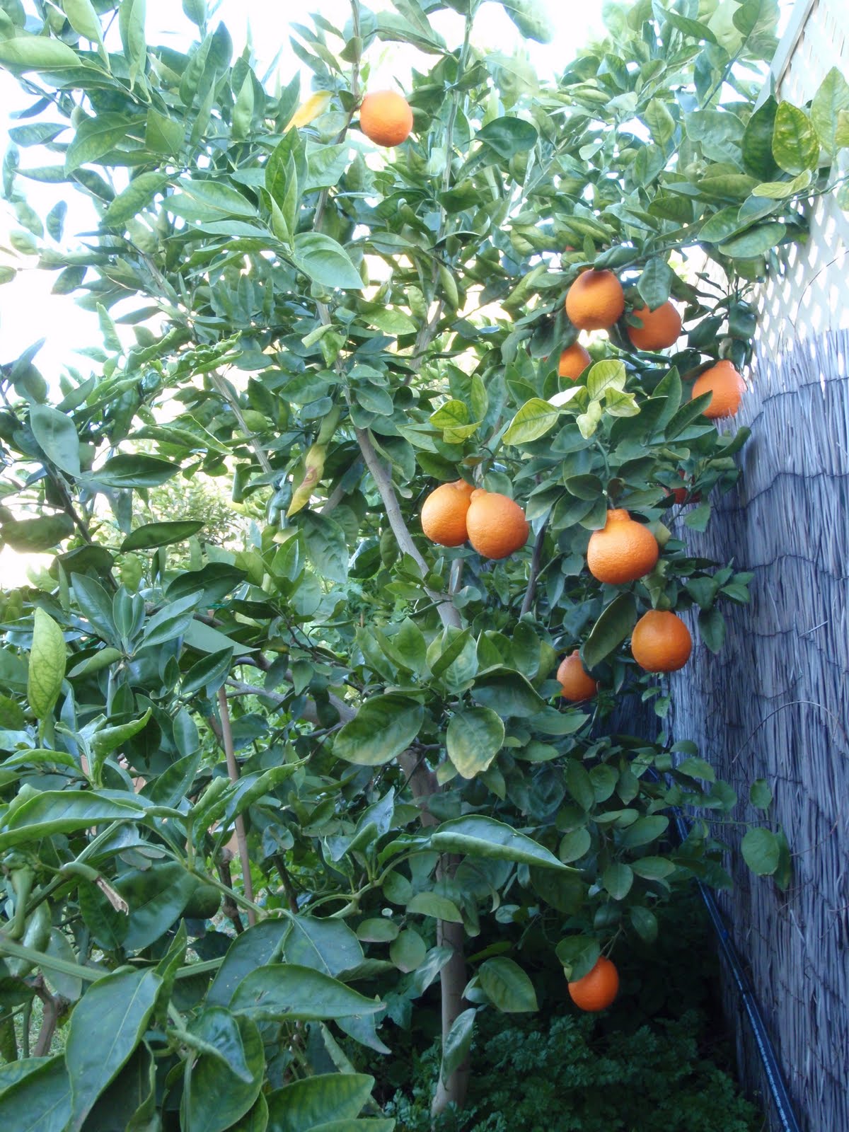 Raw Harmony: Fresh raw food gardens in small back yards