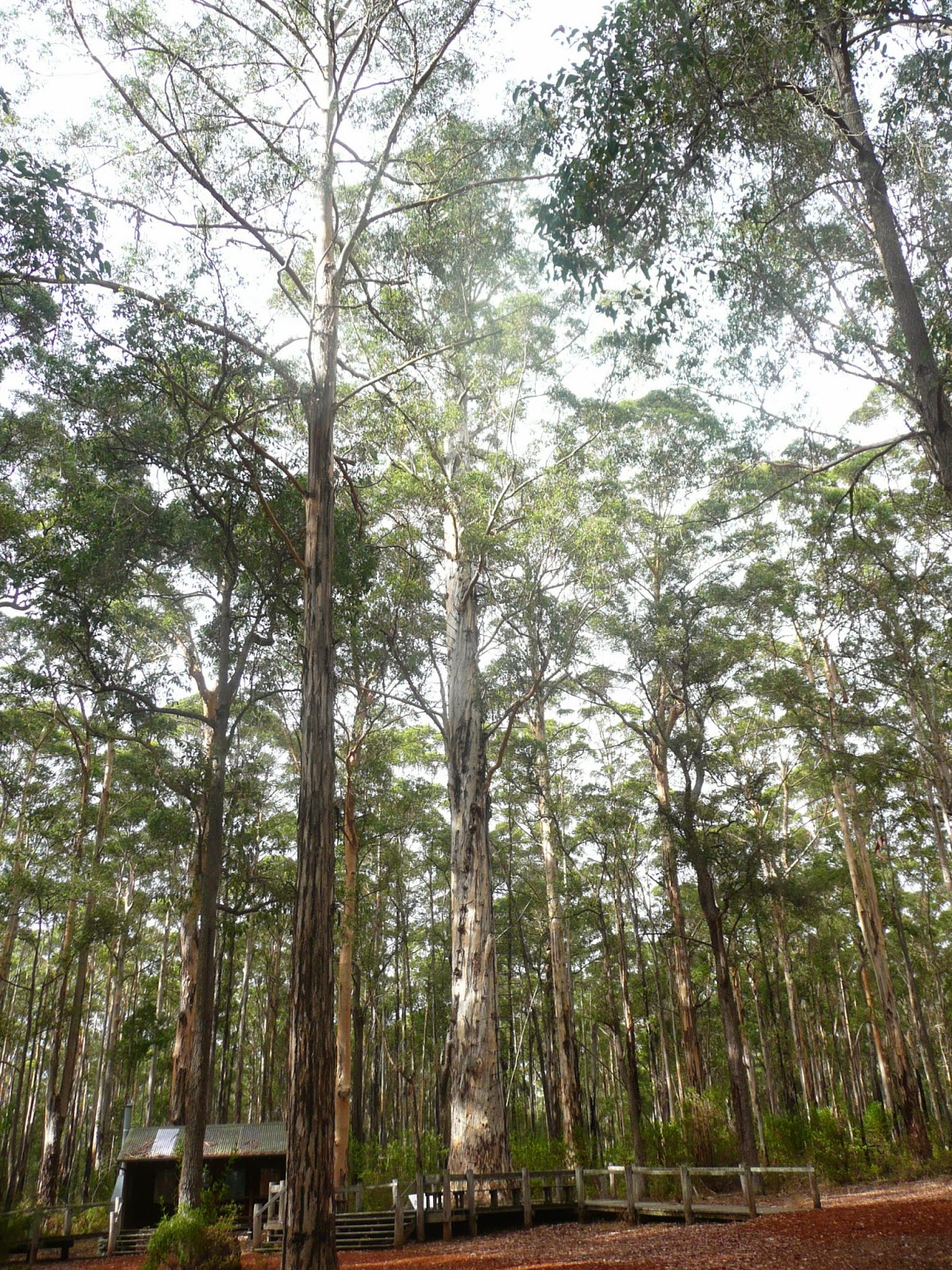 MobileMarshies: MANJIMUP 3 - PEMBERTON, POINT D'ENTRECASTEAUX AND MORE ...