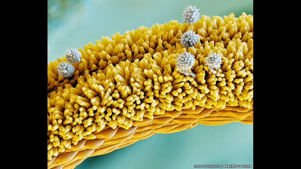 Unique world Inside beautiful flowers - Microscope flowers gallery