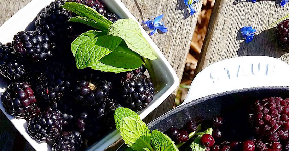 Blue & Blackberry Bramble!