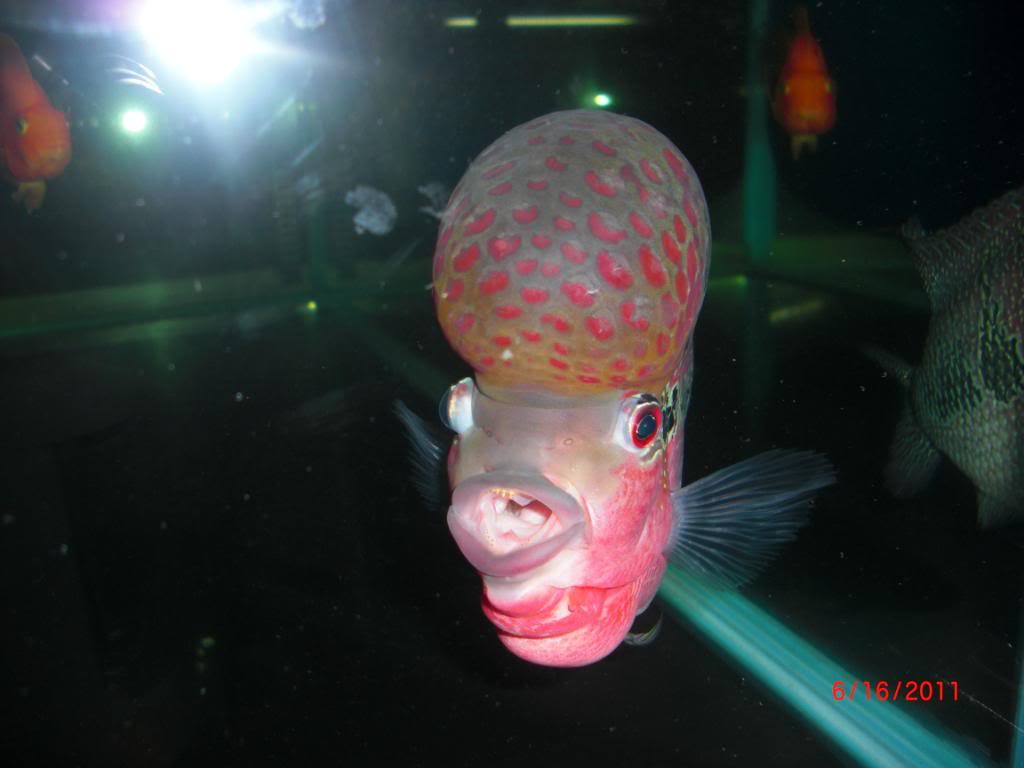 Flowerhorn The Hybrid Cichlids: Zz Red Dragon