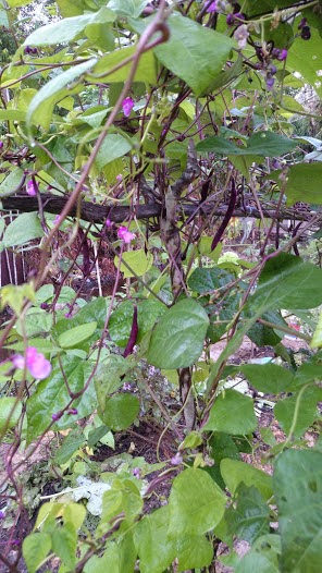 KACANG BUNCIS UNGU (update) - Rangkuman Cara Bertanam Lengkap