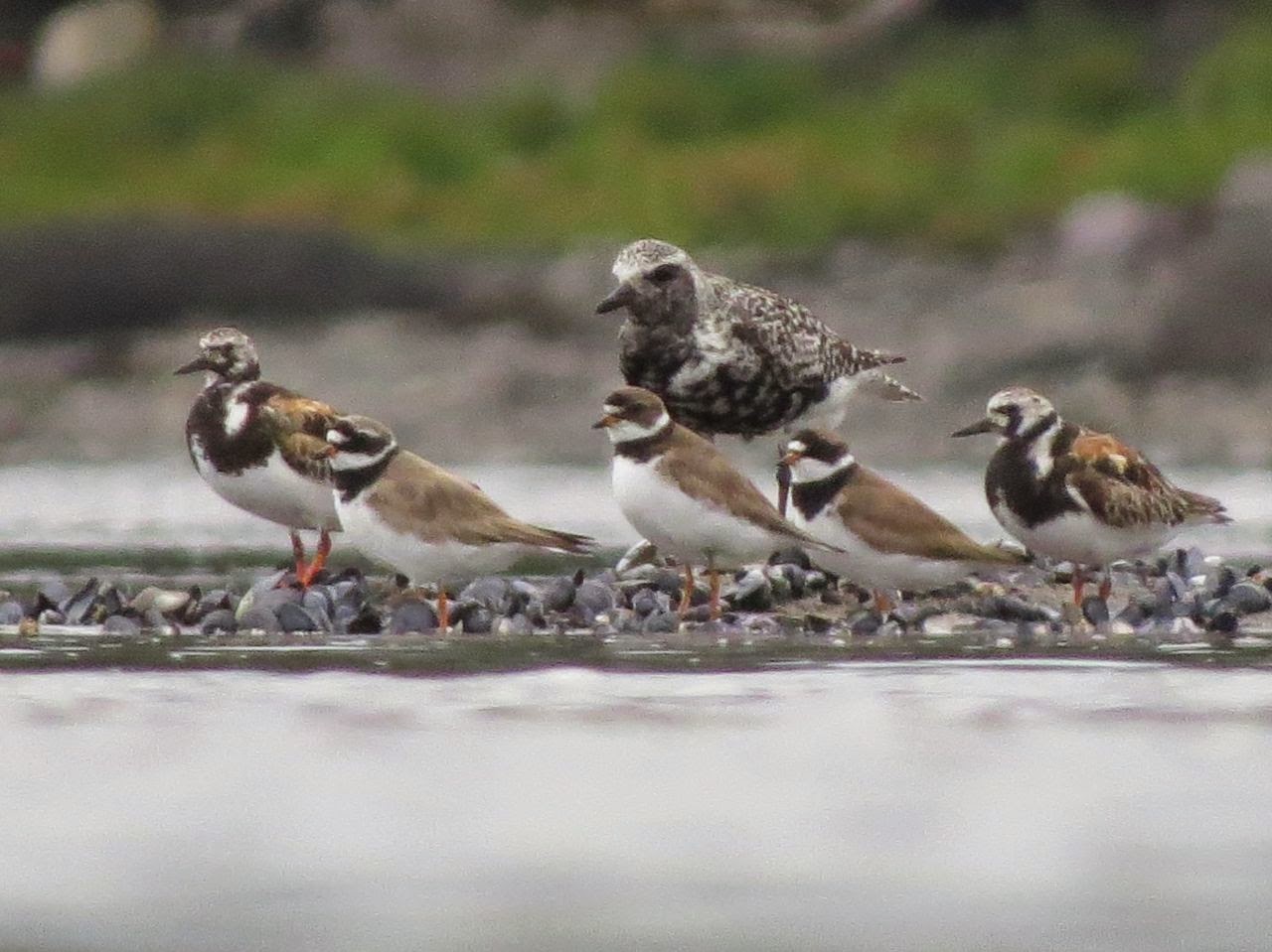 Birding with Buckley: Common Ringed Plover!