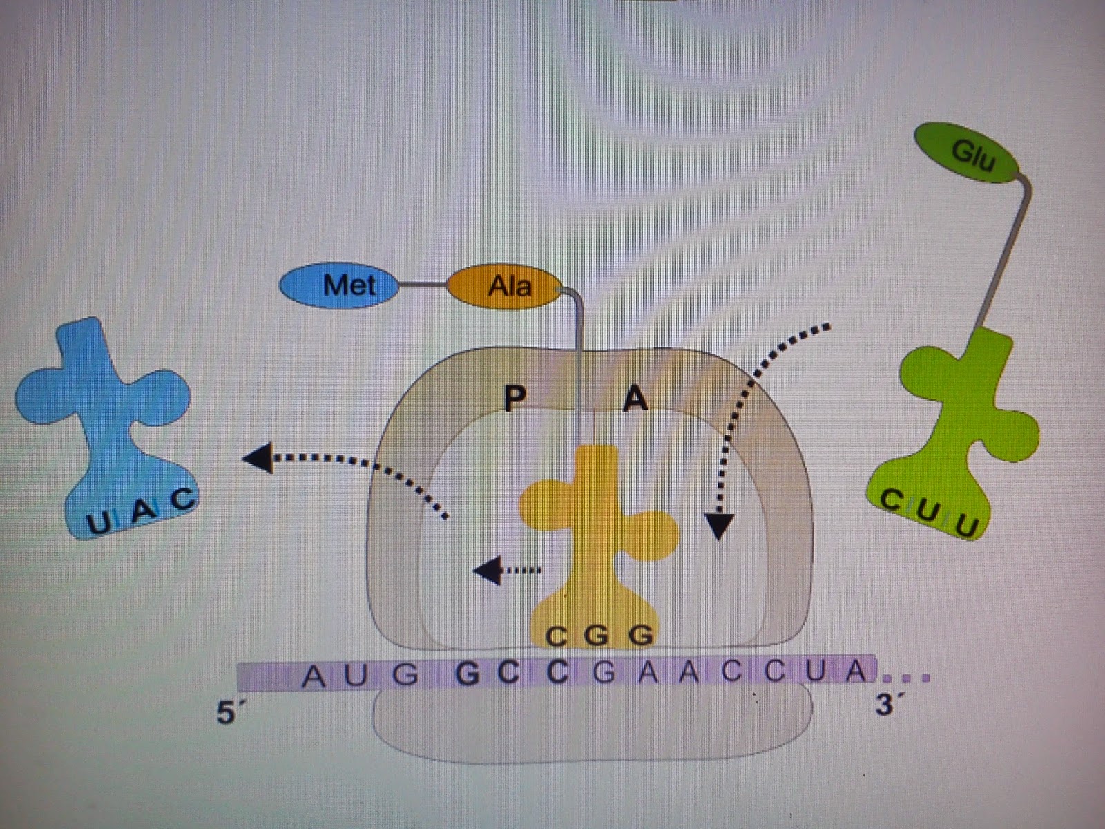 BIOLOGÍA CELULAR Y MOLECULAR: V. Ribosomas