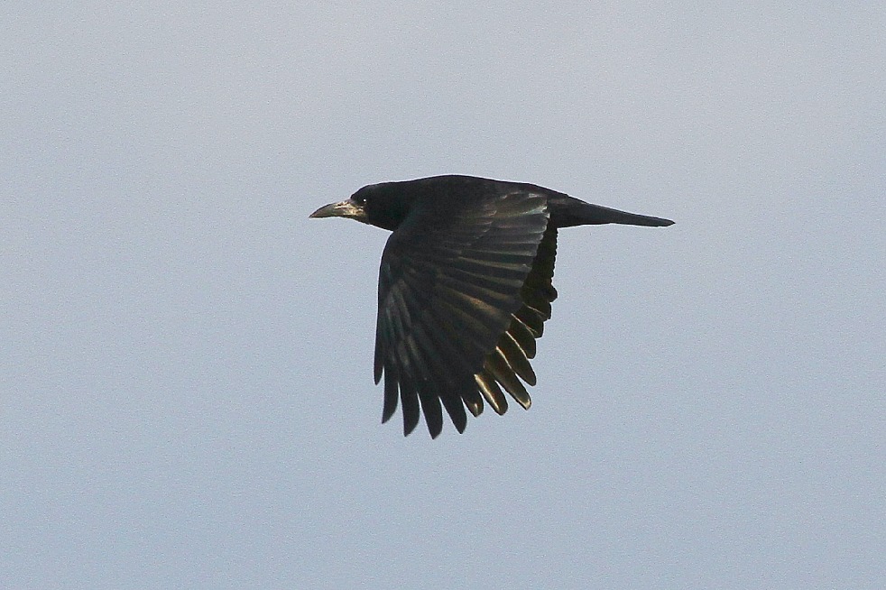 AVESANTURTZI: LAS GRAJAS LEONESAS Y EL CAMINO DE SANTIAGO