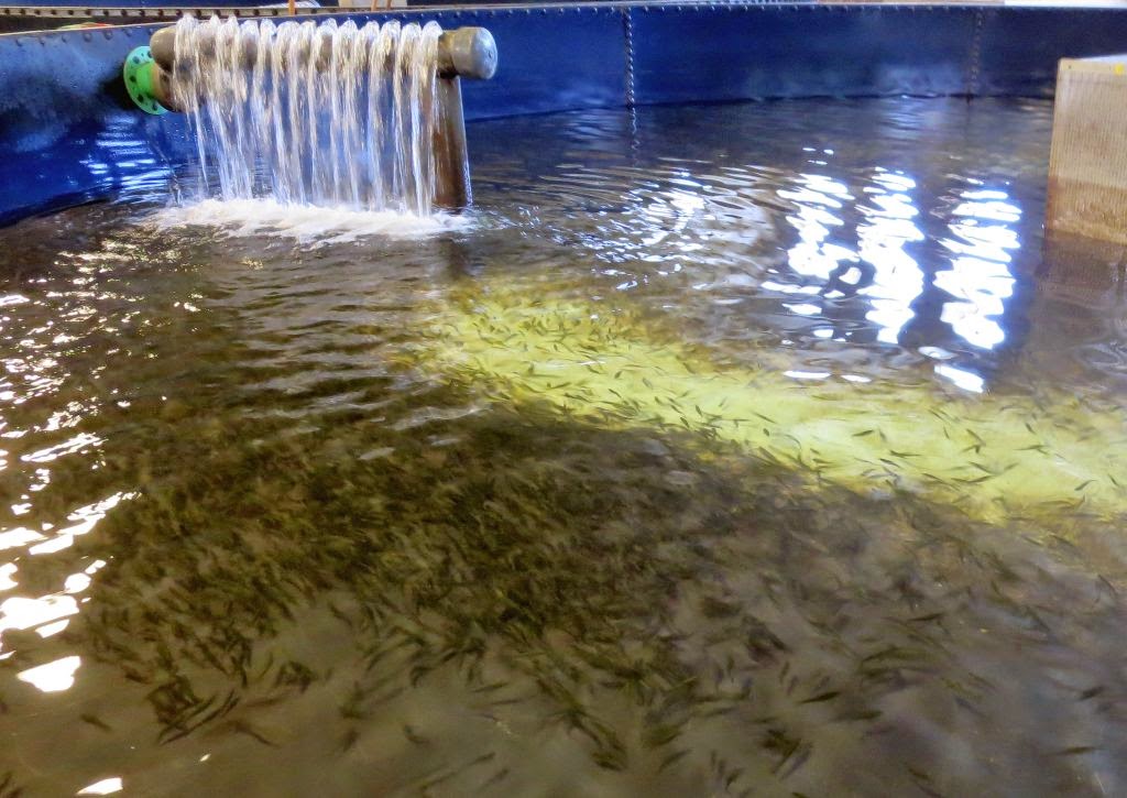 Windswept Adventure: The Adirondack Fish Hatchery In Lake Clear, New York