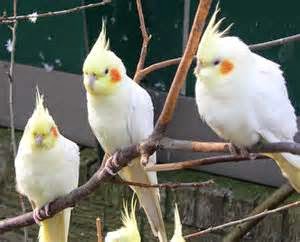 Animals: Ocells.Tipos d'ocells.