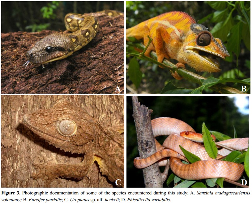 Deciduous Forest Snakes