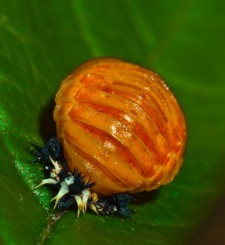 Nieuws uit het Laboratorium: Beestjes in de koffie?