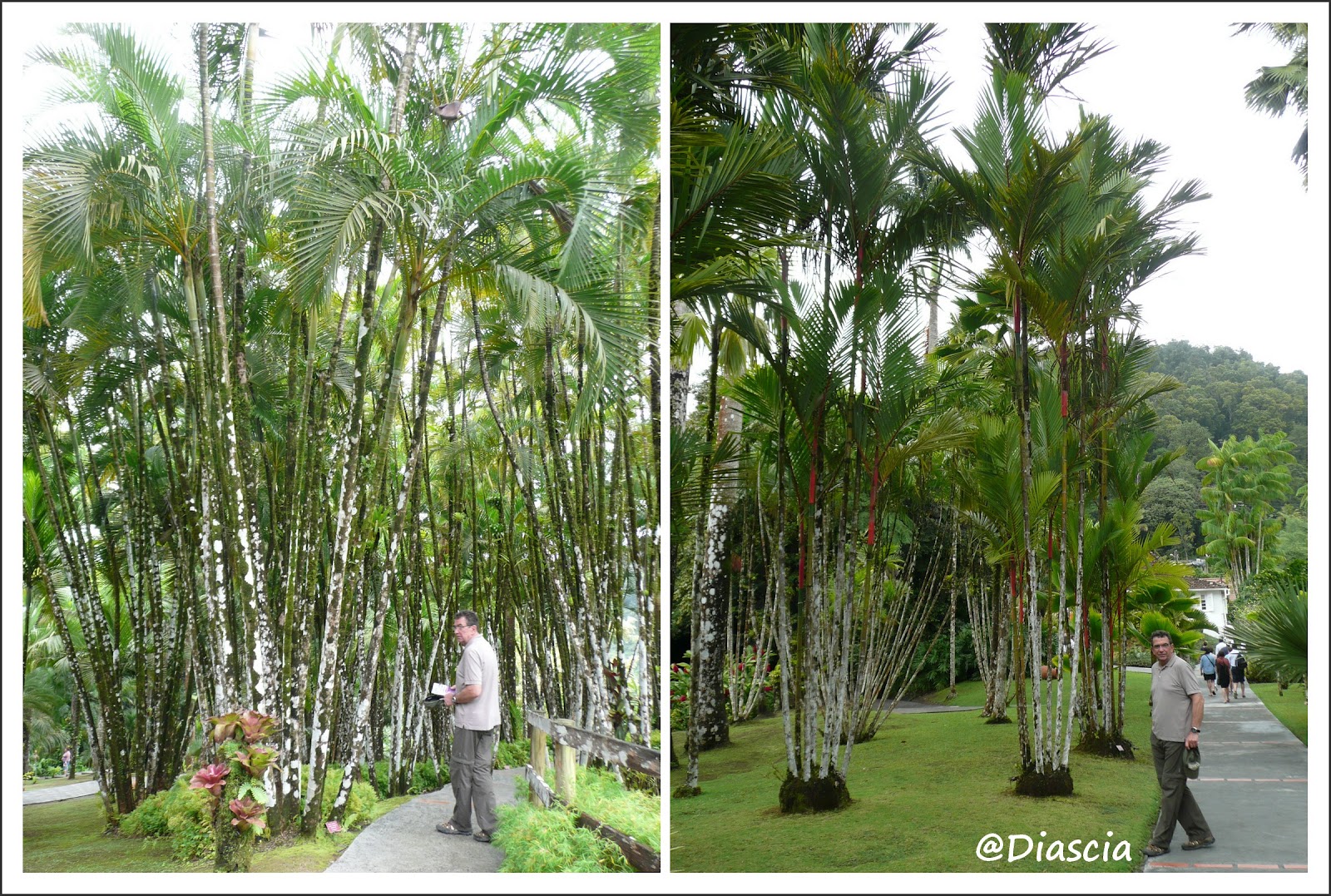 Le jardin de Diascia: LA MARTINIQUE - VEGETATION LUXURIANTE