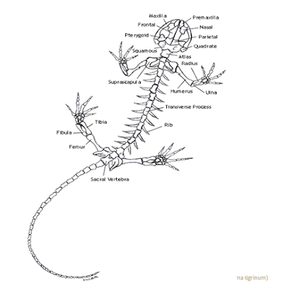 Punk Biology Student Blog: Salamander (Caudata)