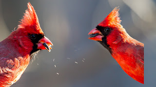 See What I See: Birds in January