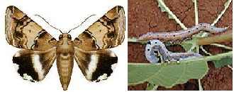 PEST OF JUTE AND THEIR MANAGEMENT