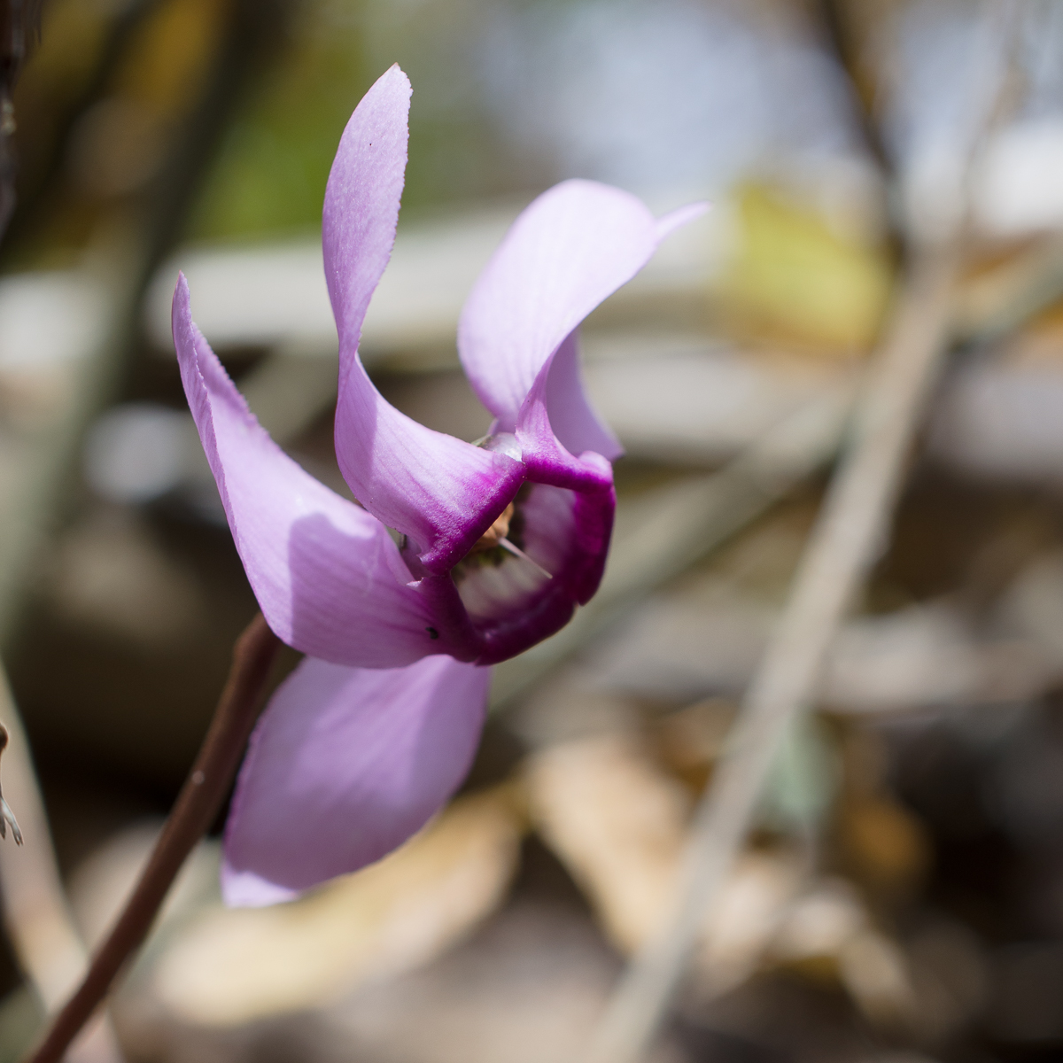 NAVADNA CIKLAMA (Cyclamen purpurascens)
