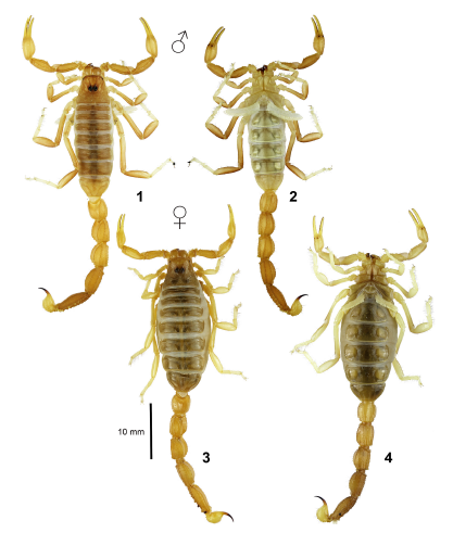 The Scorpion Files Newsblog: A new genus of burrowing scorpion from the ...