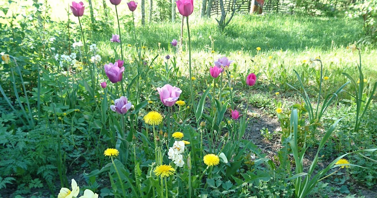 Tihtilän Kuusikummulla: Kaikki kukkii