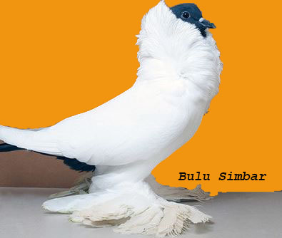 Perawatan Khusus Bulu Simbar Merpati Hias - taugitu.com