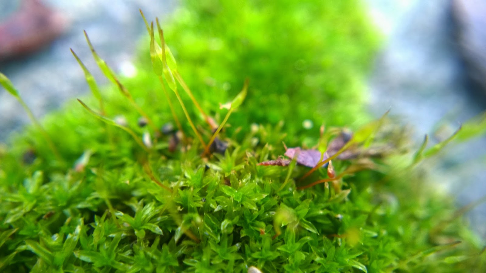 Moss Plants and More: 2015