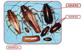 Pegada Ambiental: Baratas