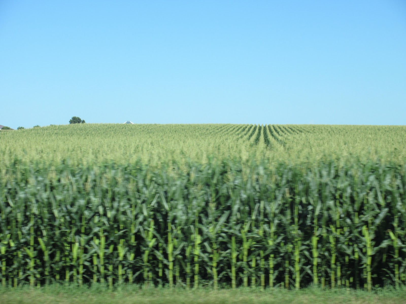 Images from my peripatetic life: Southwest Minnesota corn