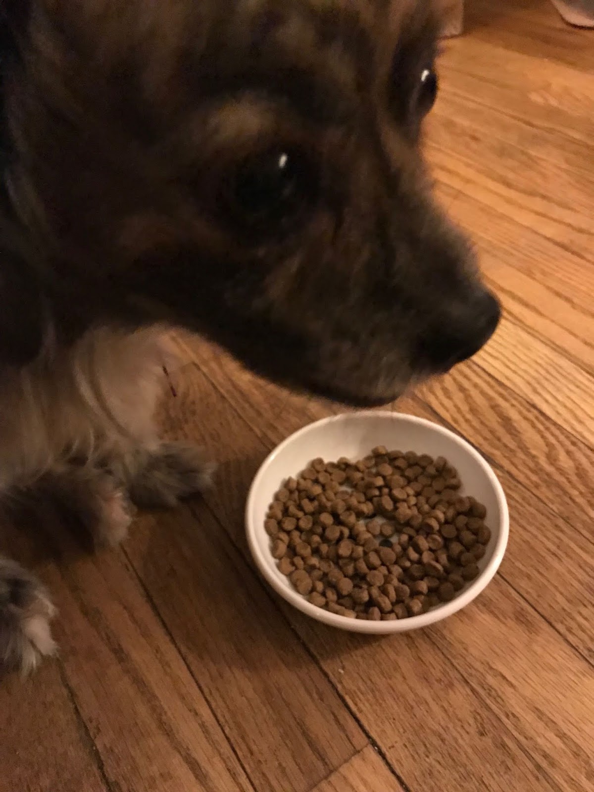 My Dog Says Woof!: Product Review: Solid Gold Mighty Mini Dog Kibble