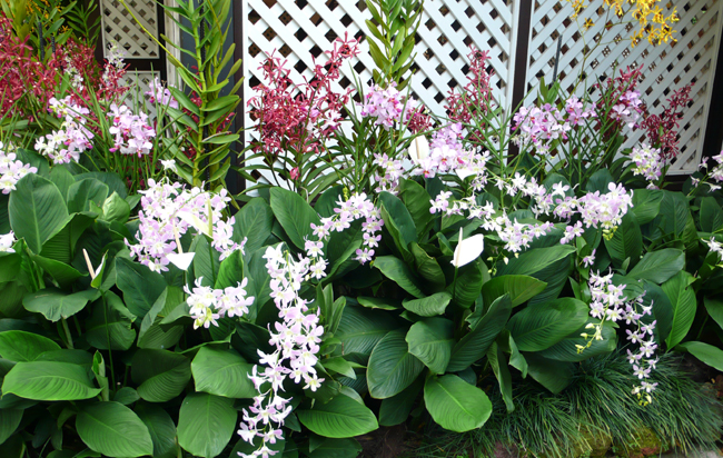 Tropical Garden and Landscape: Professionally Designed Indoor and ...