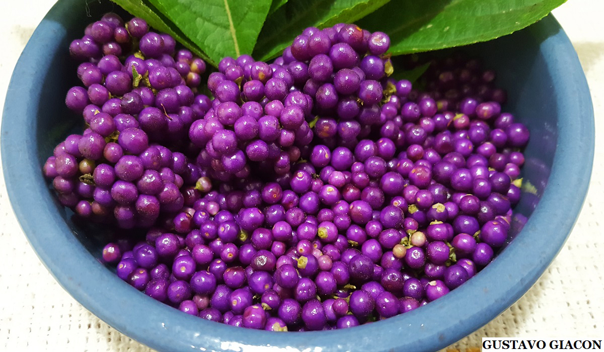 Fruta Roxa Pequena Nome - FDPLEARN