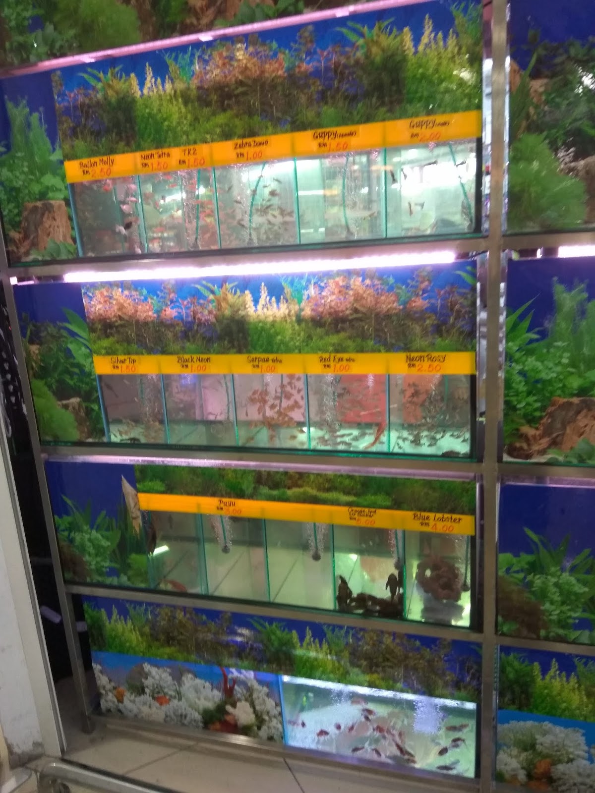 Wanz Ramli Blog: Ikan Hiasan : Kedai ikan Hiasan - Big Aeon