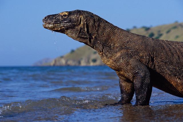 Komodo, Reptil Purba | Gosip Gambar