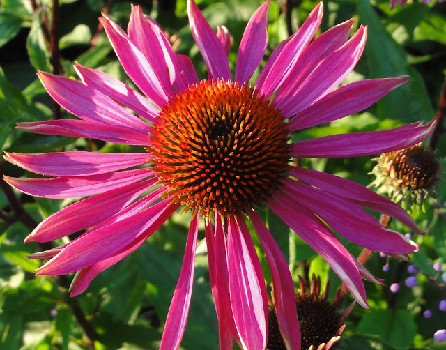 Fra frø til blomst: Purpur solhat Echinacea Purpurea