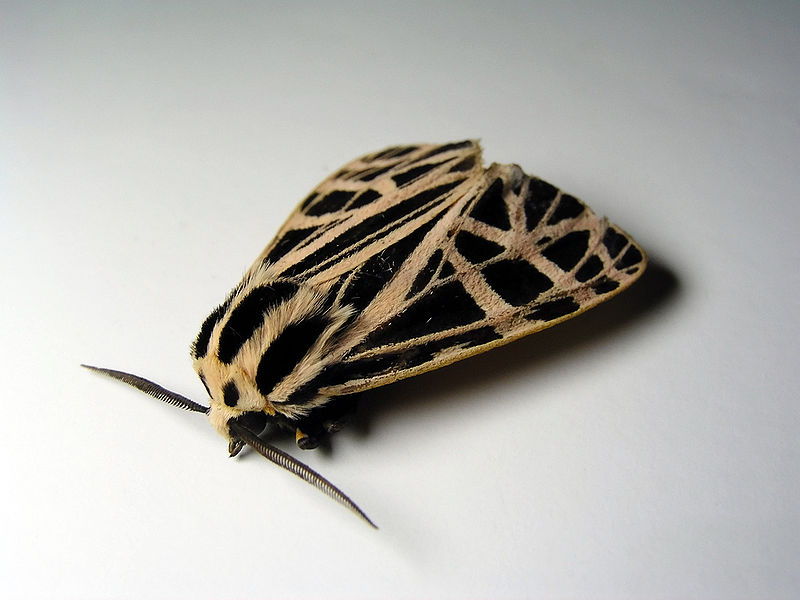 kupu-kupu ku beracun